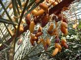 La datte, fruit, gorgé deau et de soleil joyau du désert algérien ...